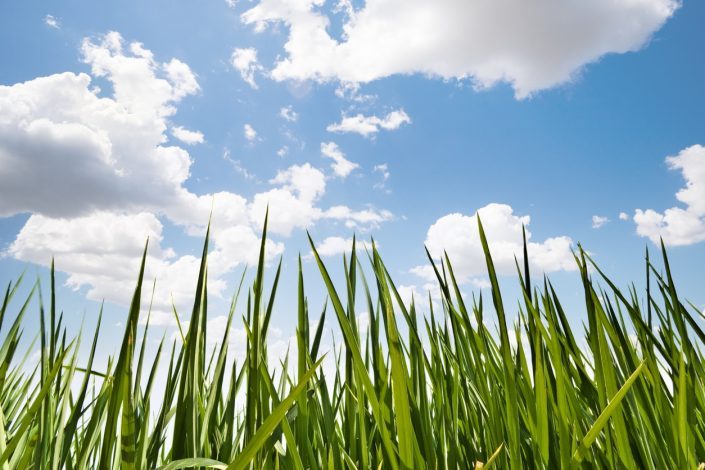 May is Clean Air Month! Here's How You Can Participate